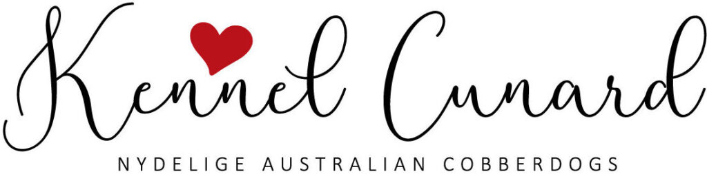 Australian cobberdog – Kennel Cunard